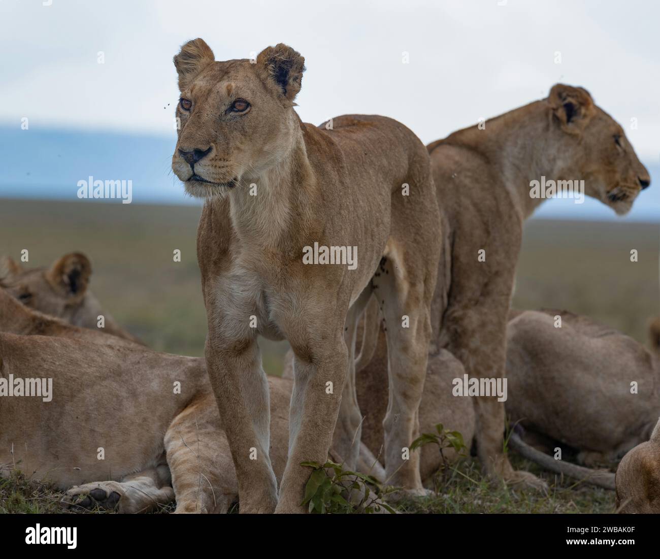 Lion savanna hi-res stock photography and images - Alamy