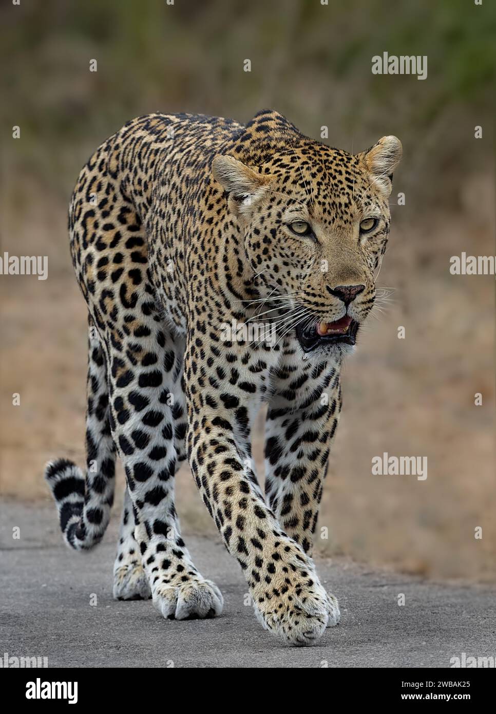 A leopard walking on a grassy surface with its mouth open in a ...
