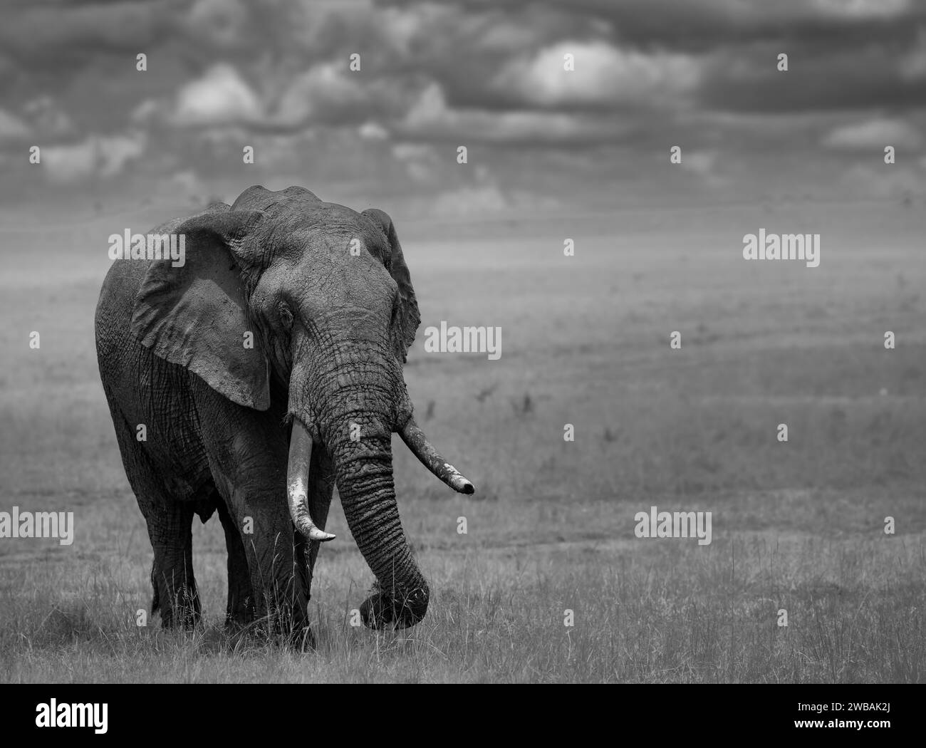 A grayscale of a large bull elephant traversing through the open plains ...