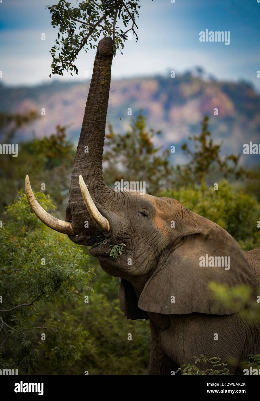 An African elephant reaching up to pluck foliage from the overhanging ...
