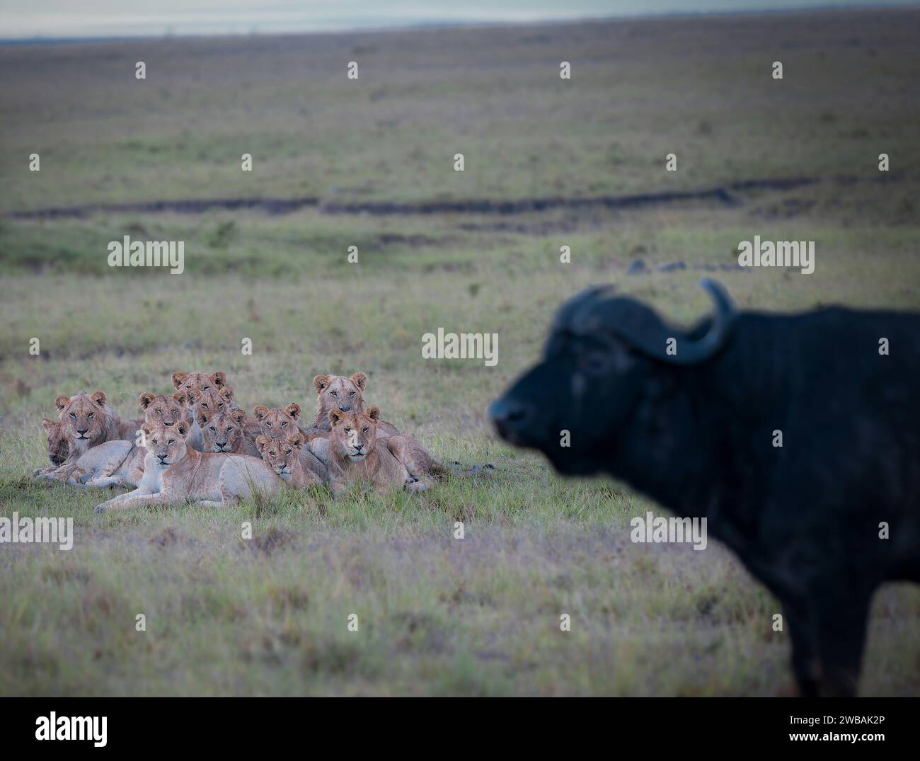 Bull stands hi-res stock photography and images - Alamy