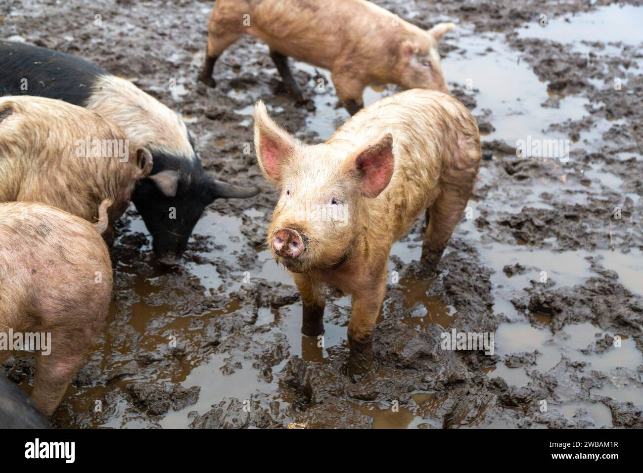 A pig standing in mud Stock Photo - Alamy