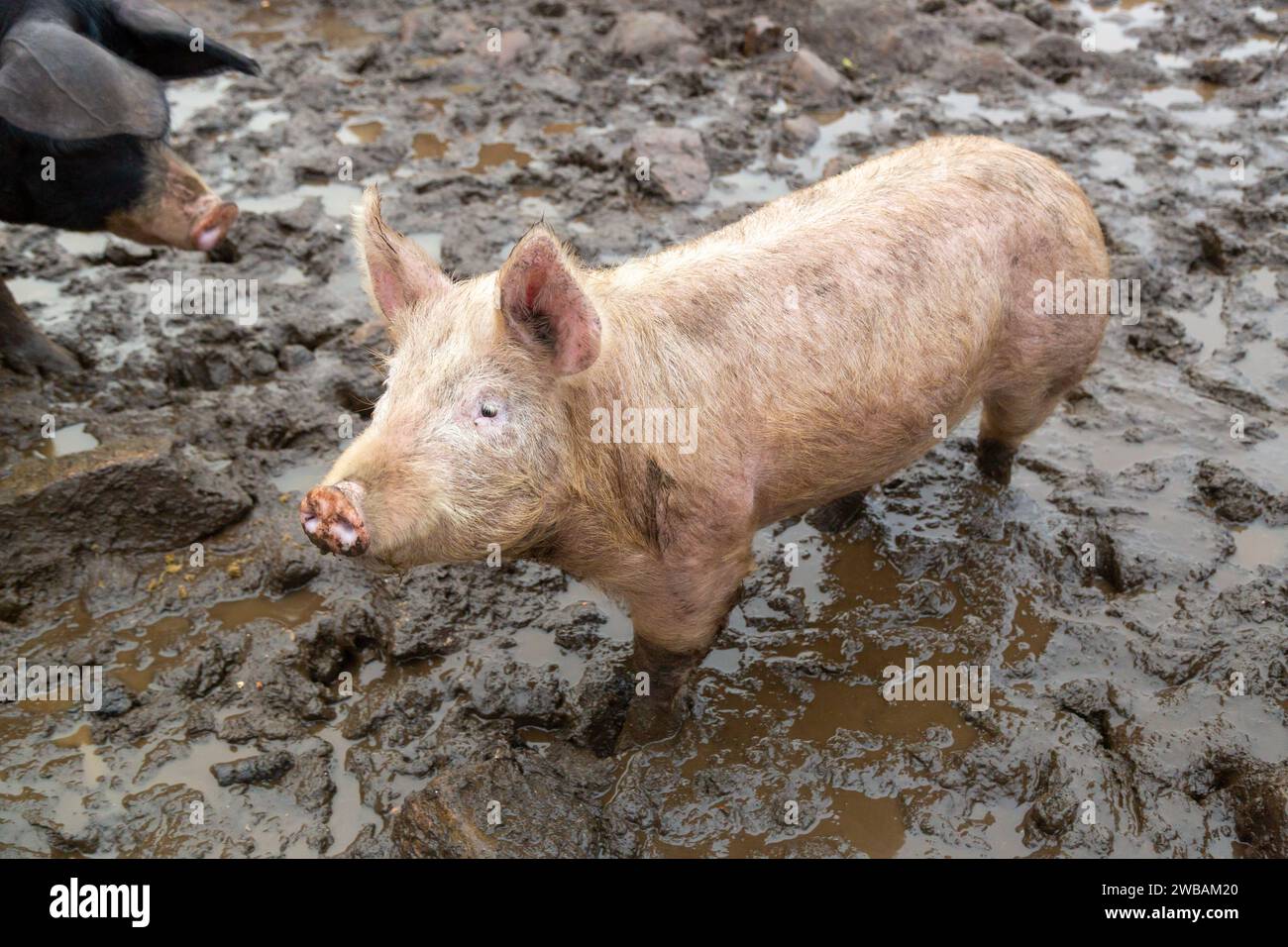 A pig standing in mud Stock Photo - Alamy