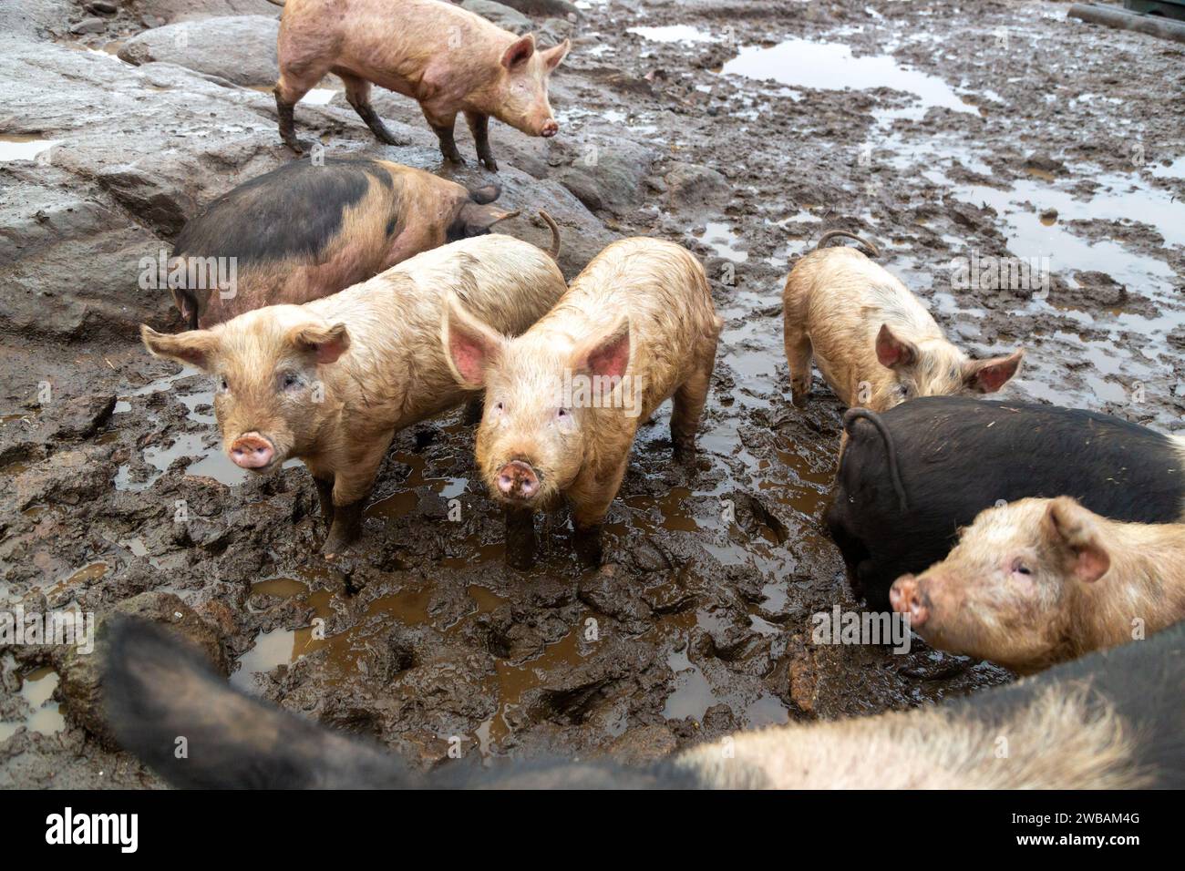 Pigs standing in mud Stock Photo - Alamy