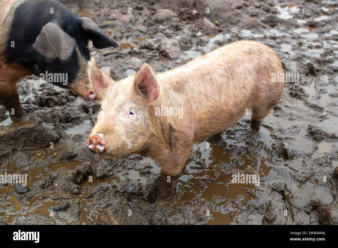 A pig standing in mud Stock Photo - Alamy