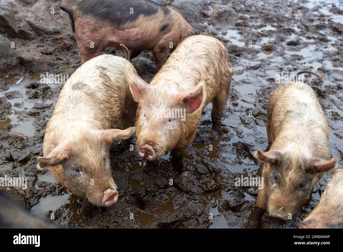 Pigs standing in mud Stock Photo - Alamy