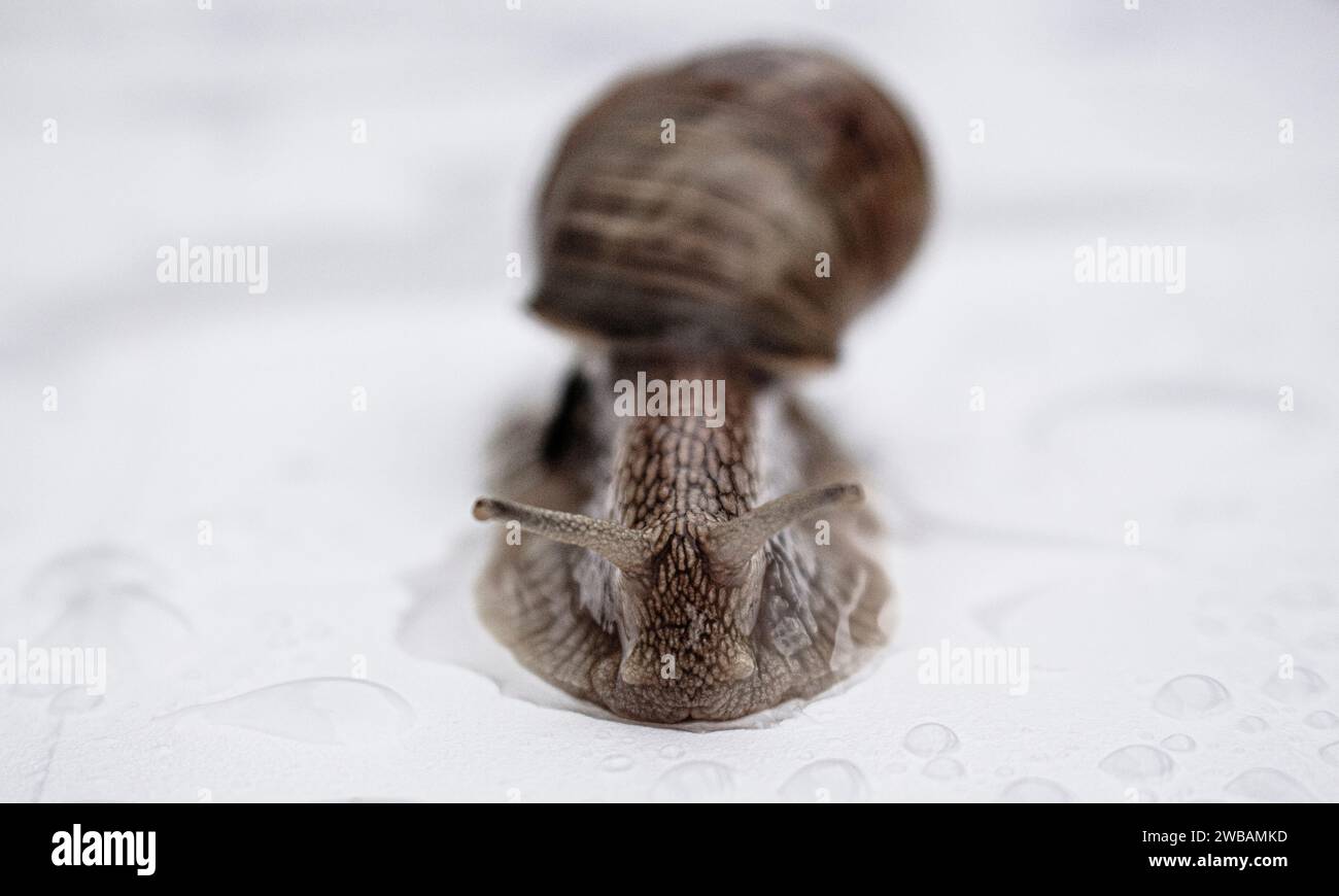 Snail antenna hi-res stock photography and images - Alamy