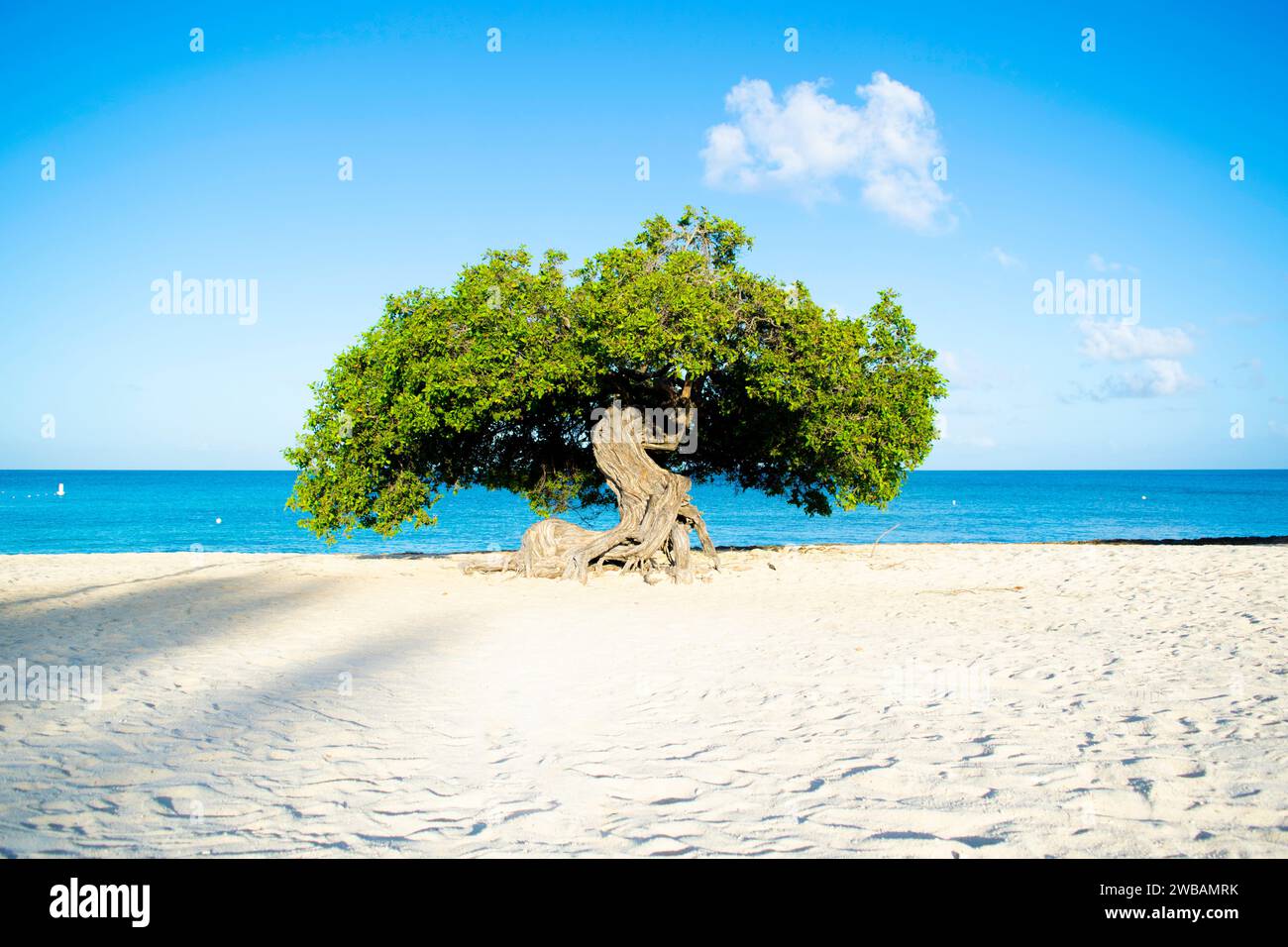 Aruba fofoti tree Stock Photo - Alamy