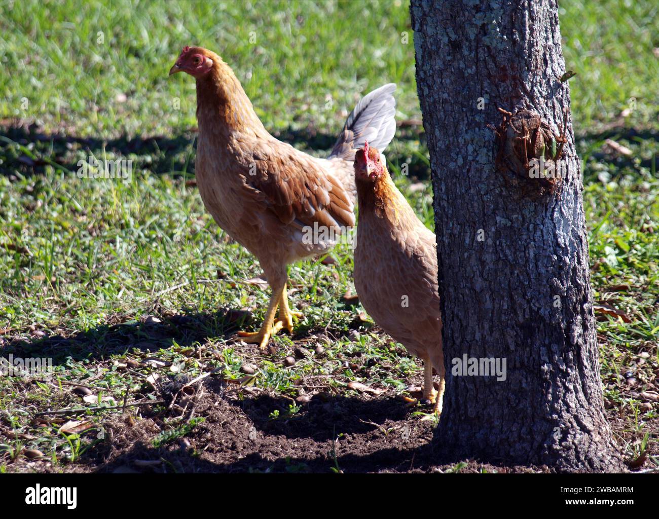 Free range Hen looking to camera from behind a tree - Peekaboo effect ...