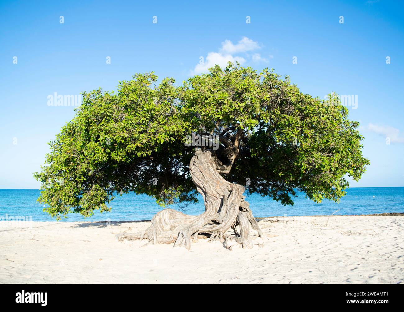 Arbol de aruba hi-res stock photography and images - Alamy