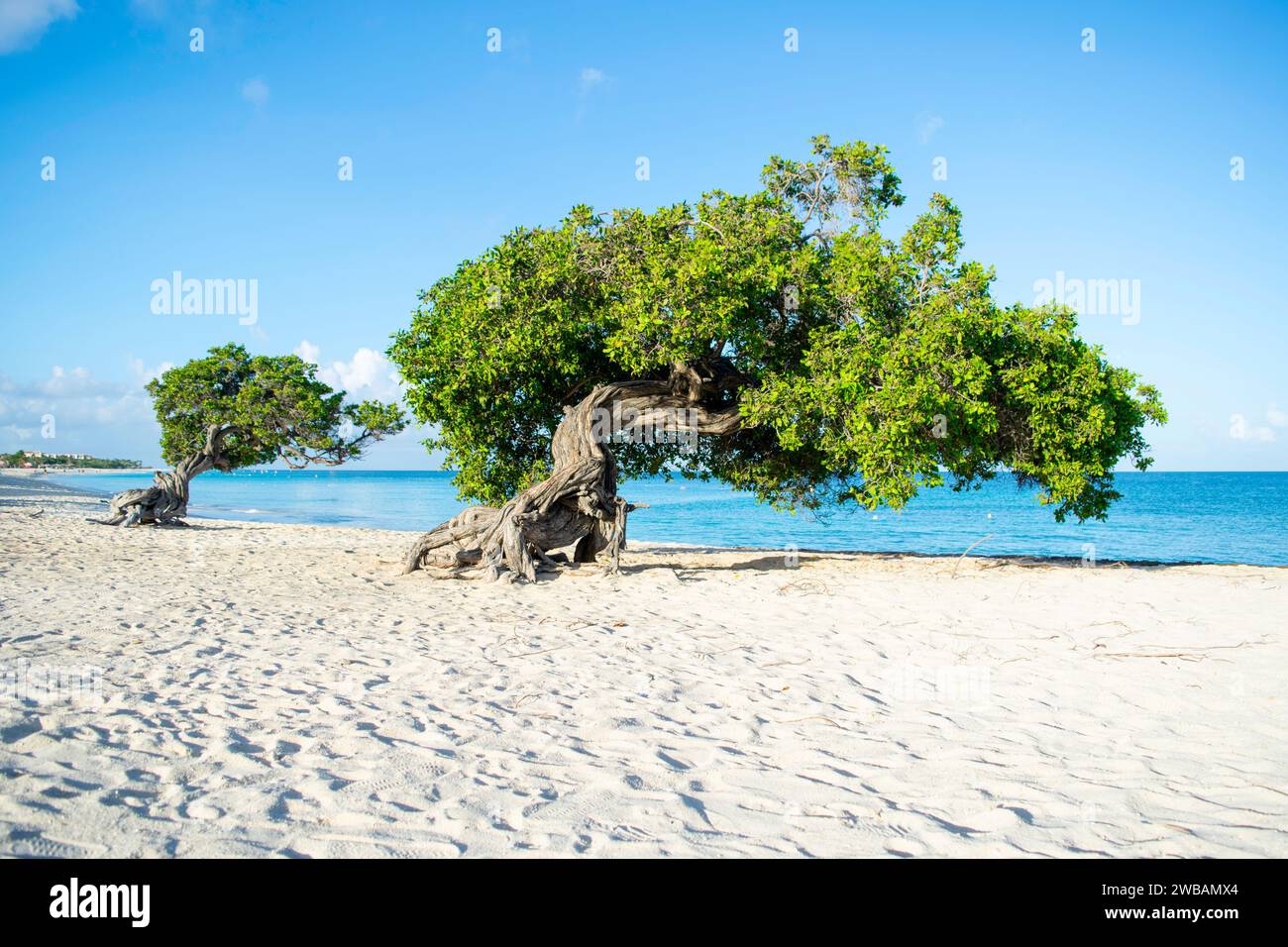 Arbol de aruba hi-res stock photography and images - Alamy