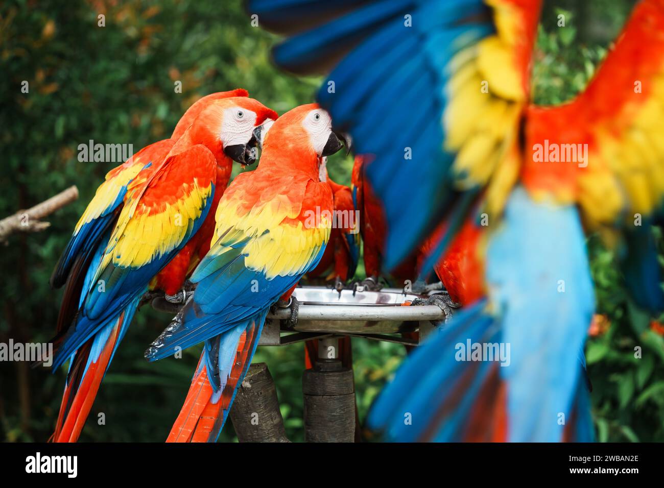A close-up of macaws that are a group of New World parrots that are ...