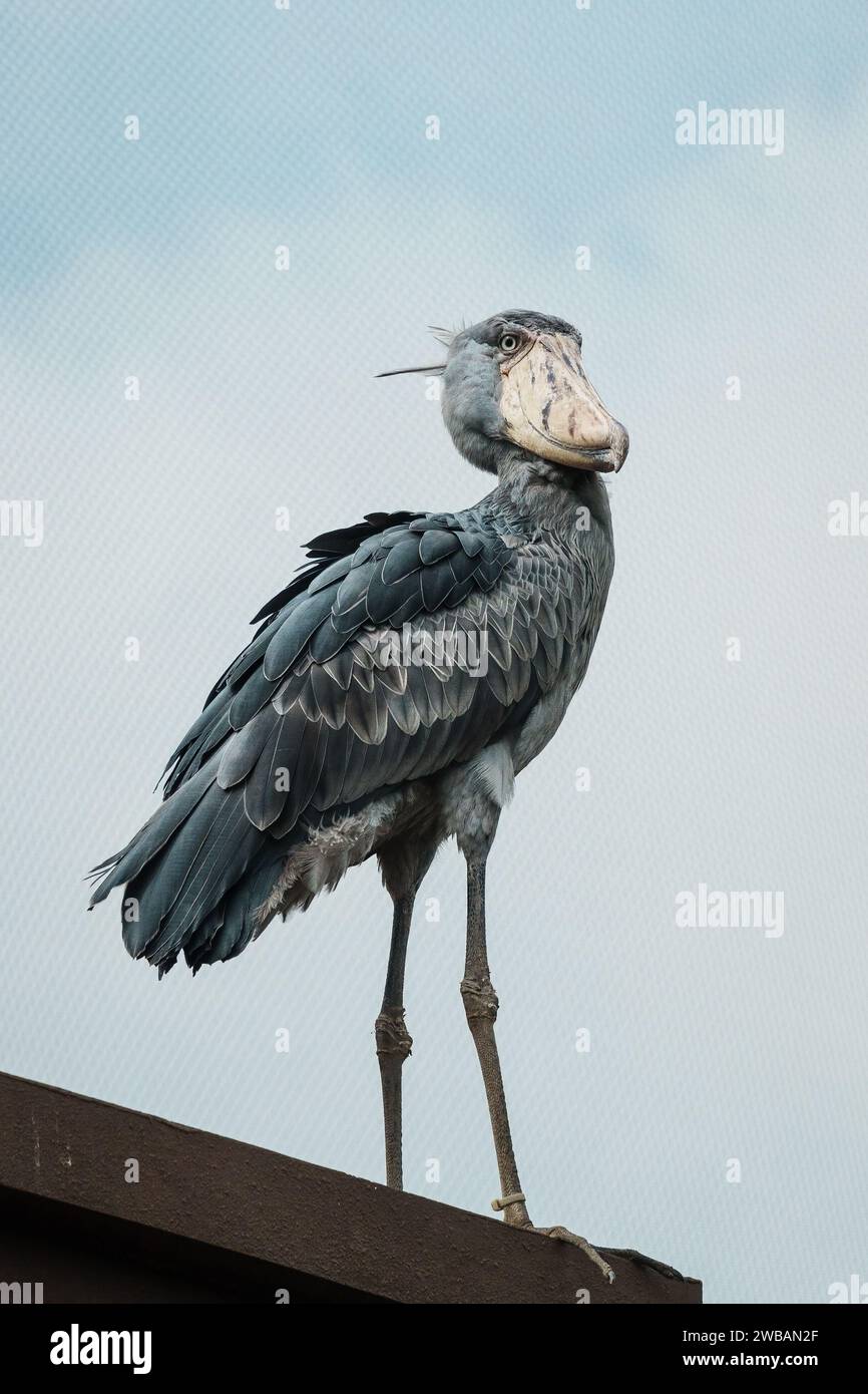 Majestic shoebill hi-res stock photography and images - Alamy