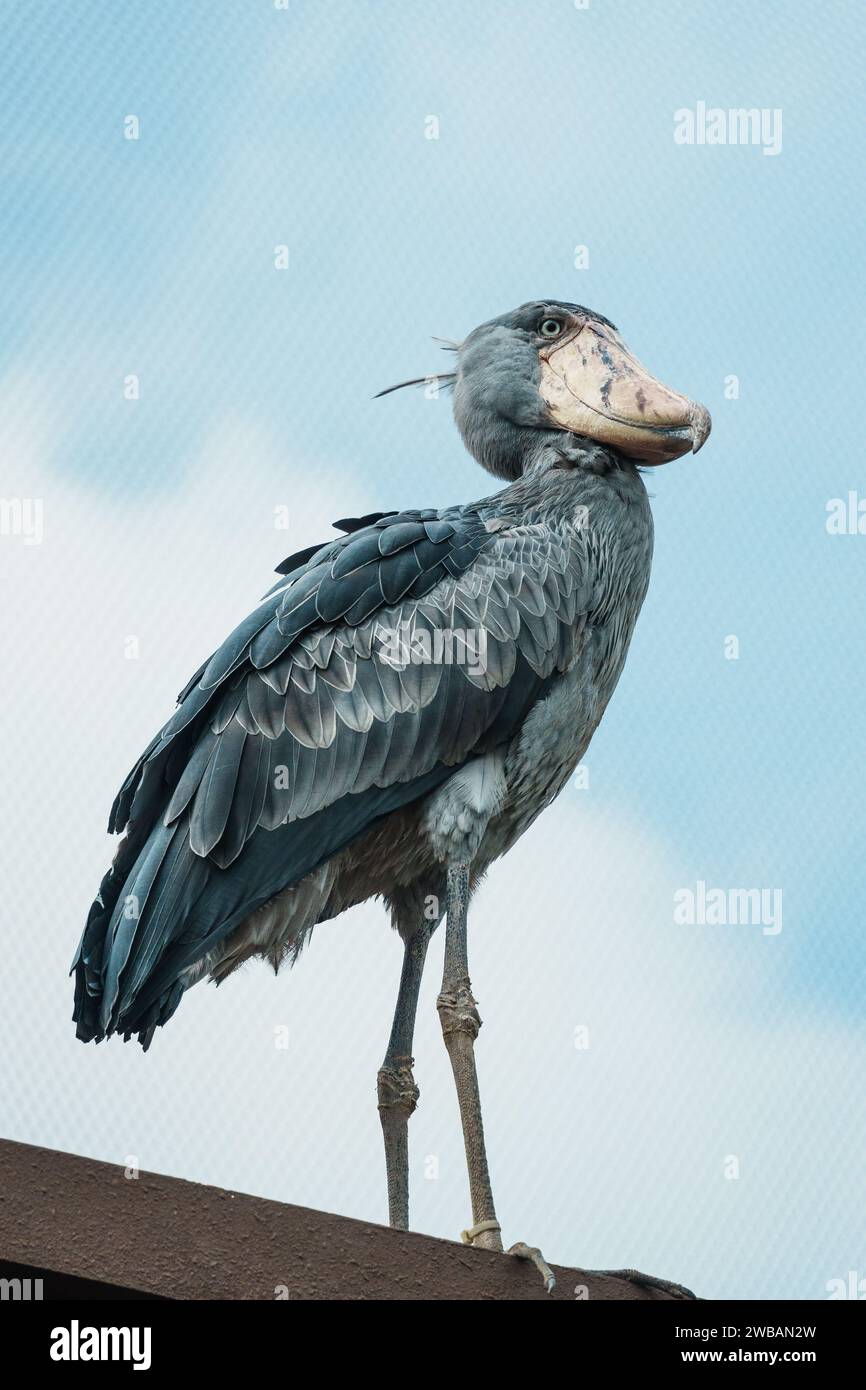 A close-up of a shoebill (Balaeniceps rex), also known as the whale ...