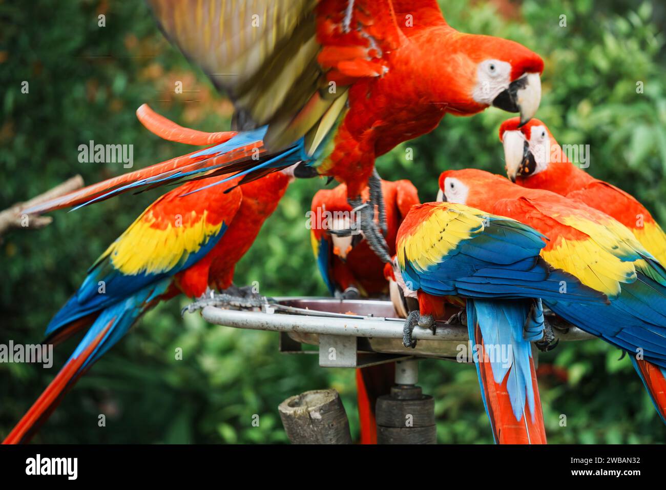 A close-up of macaws that are a group of New World parrots that are ...
