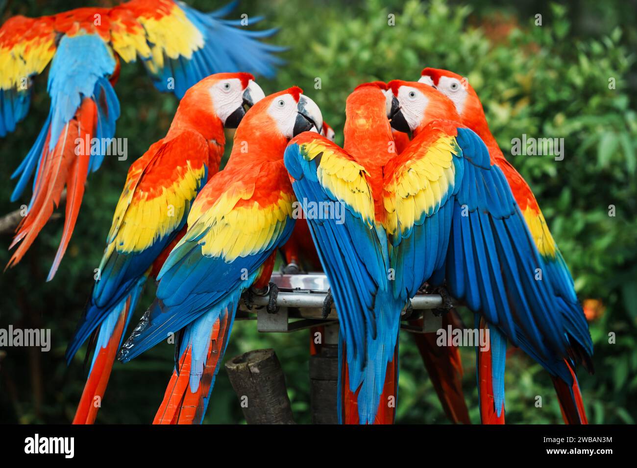 A close-up of a macaws that are a group of New World parrots that are ...