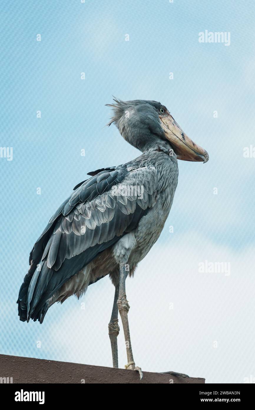 A close-up of a shoebill (Balaeniceps rex), also known as the whale ...