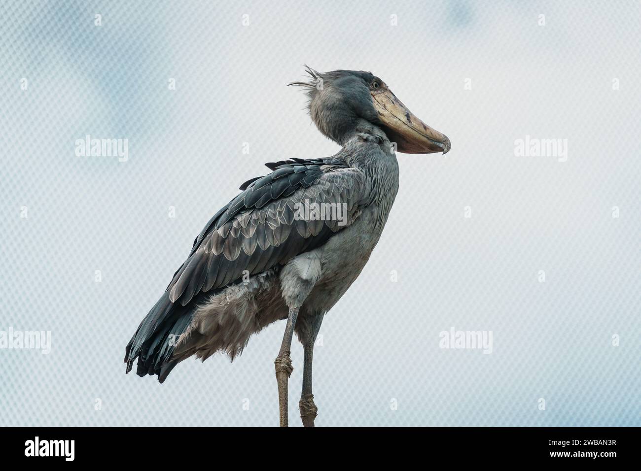A close-up of a shoebill (Balaeniceps rex), also known as the whale ...
