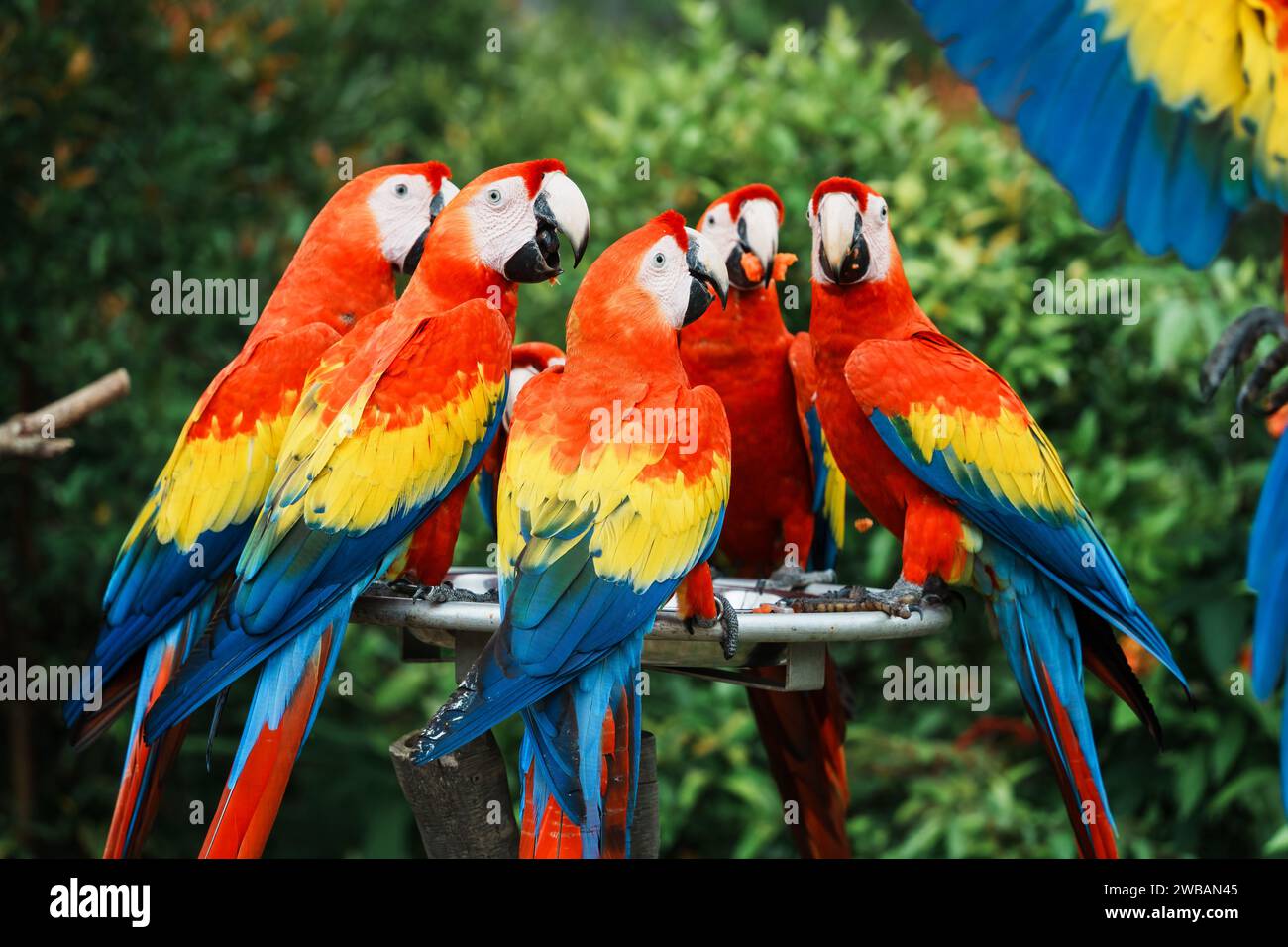 A close-up of macaws that are a group of New World parrots that are ...