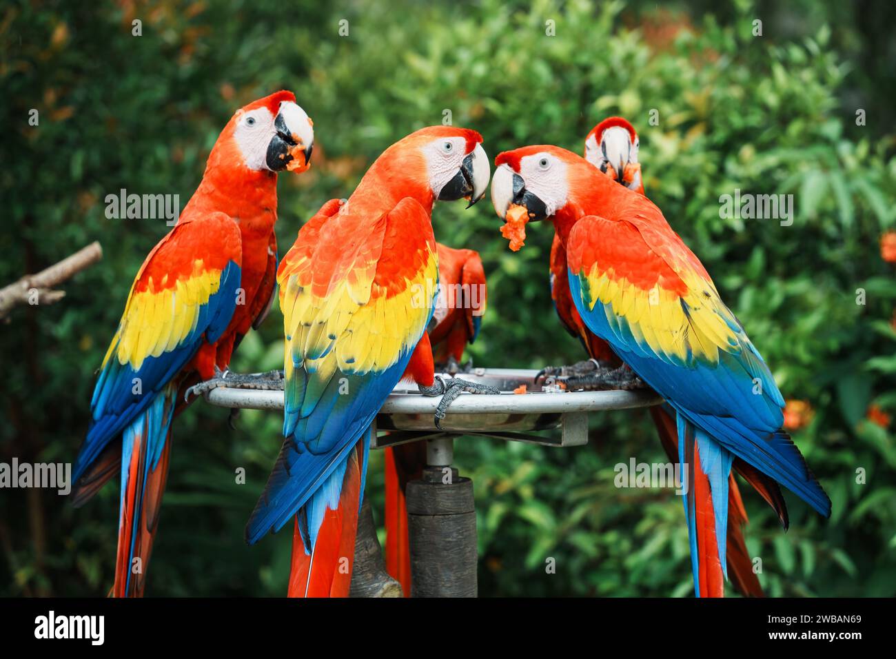 A close-up of a macaws that are a group of New World parrots that are ...