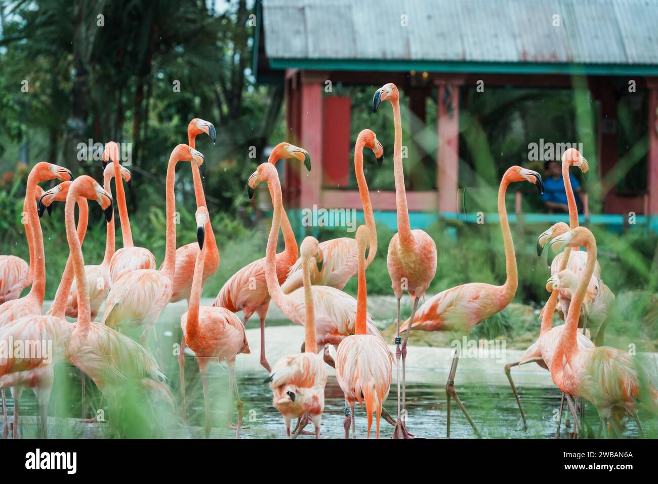 Singapore birds of paradise hi-res stock photography and images - Alamy