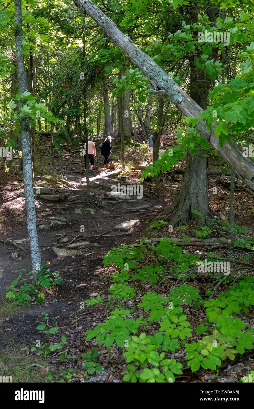 Green foliage along a hiking trail over rocks and roots through a ...