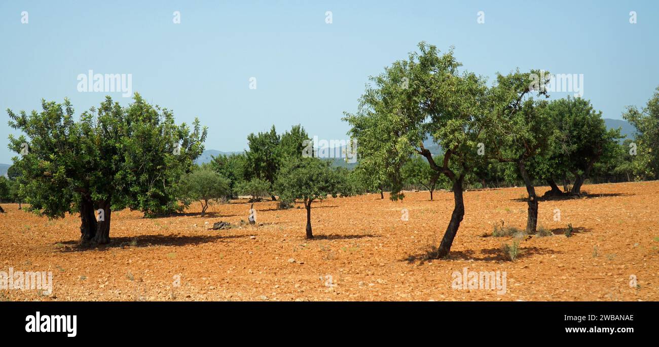 Olive trees and mountains Mallorca Spain Stock Photo - Alamy