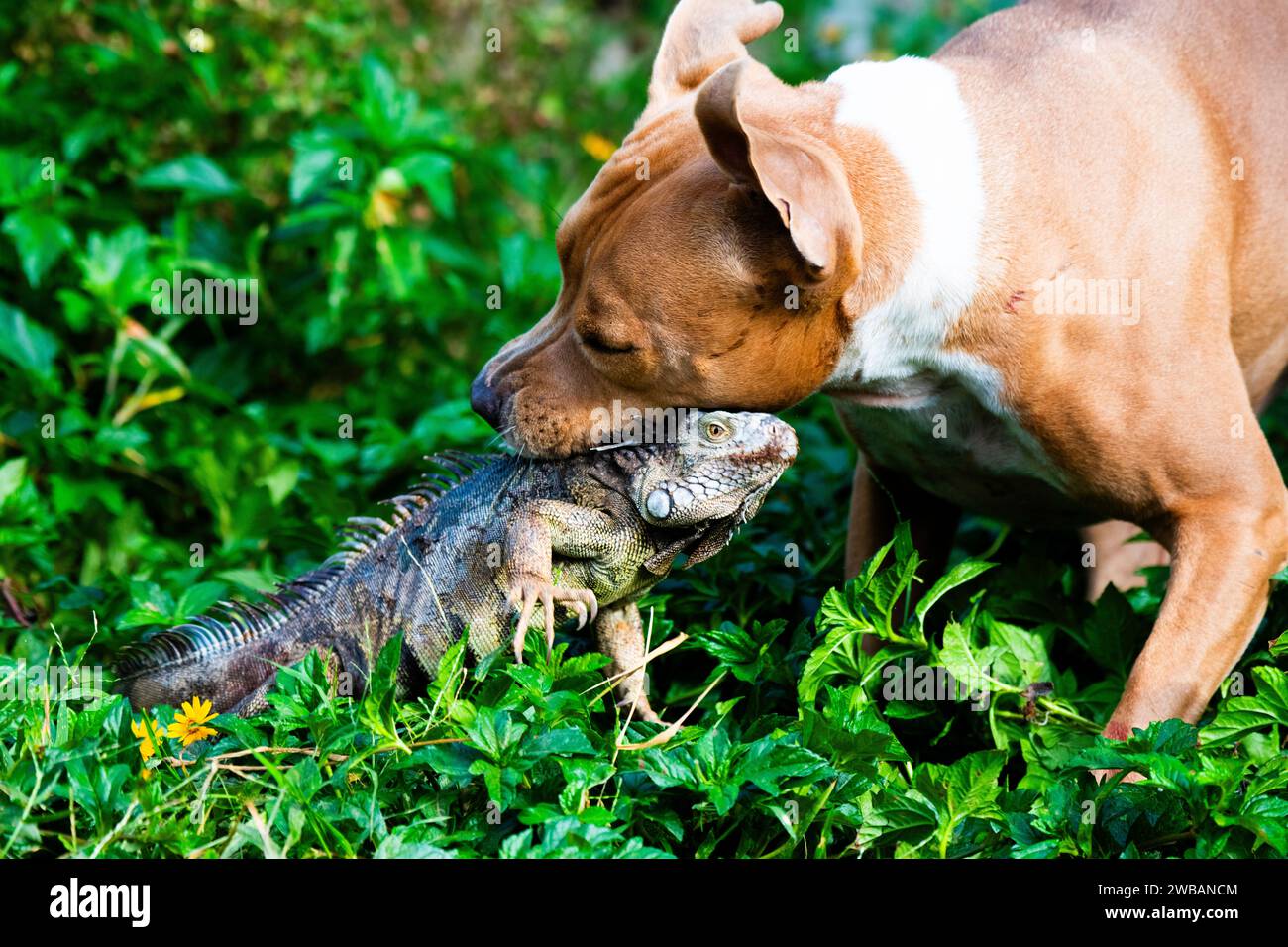 Pitbull dog eating iguana hi-res stock photography and images - Alamy