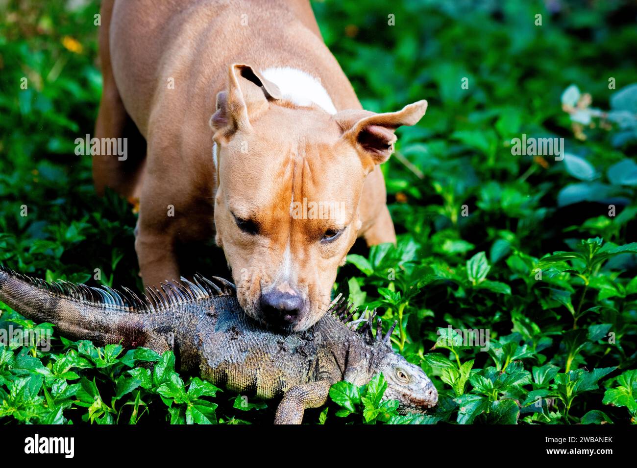 Pitbull dog eating iguana hi-res stock photography and images - Alamy