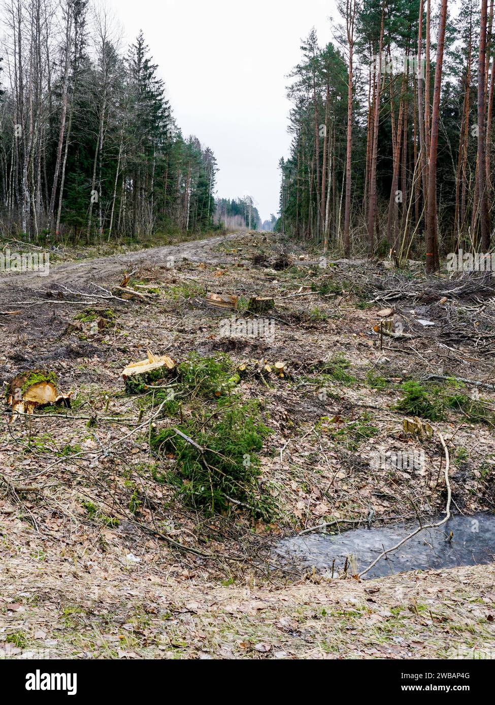 Construction of a new road and new powerline through the forest by ...