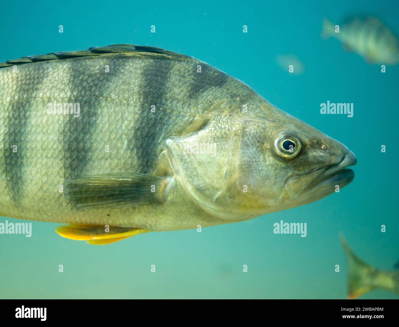 Old and big European perch Stock Photo - Alamy
