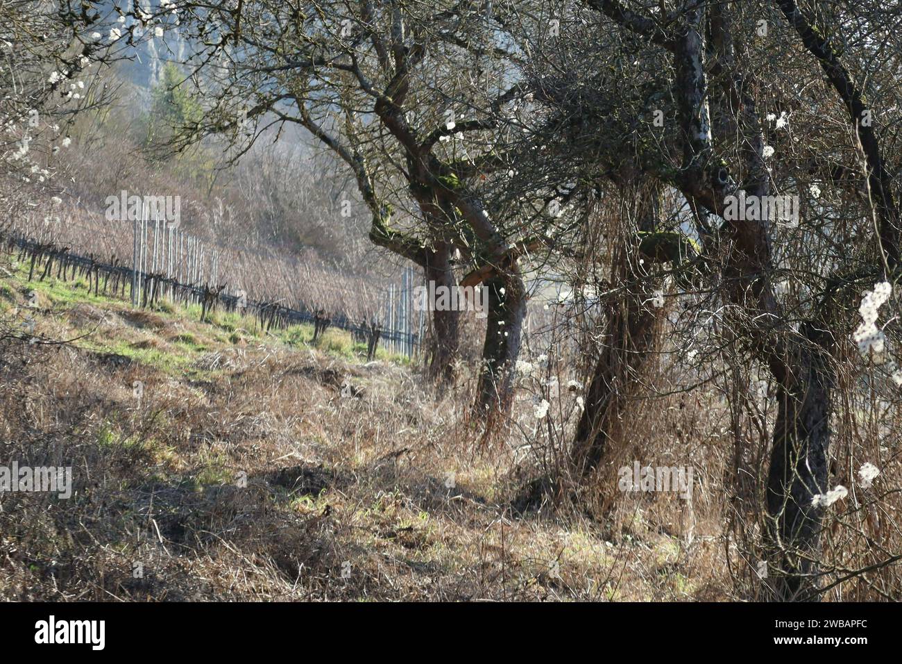 Meadow orchard on the slope hi-res stock photography and images - Alamy