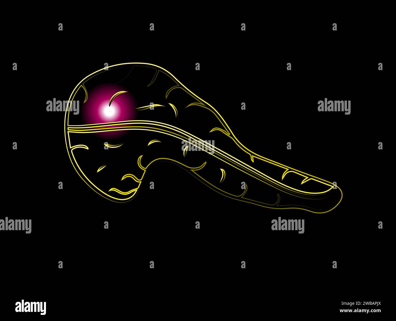 Vector isolated illustration of pancreas with neon effect. Pancreatic ...