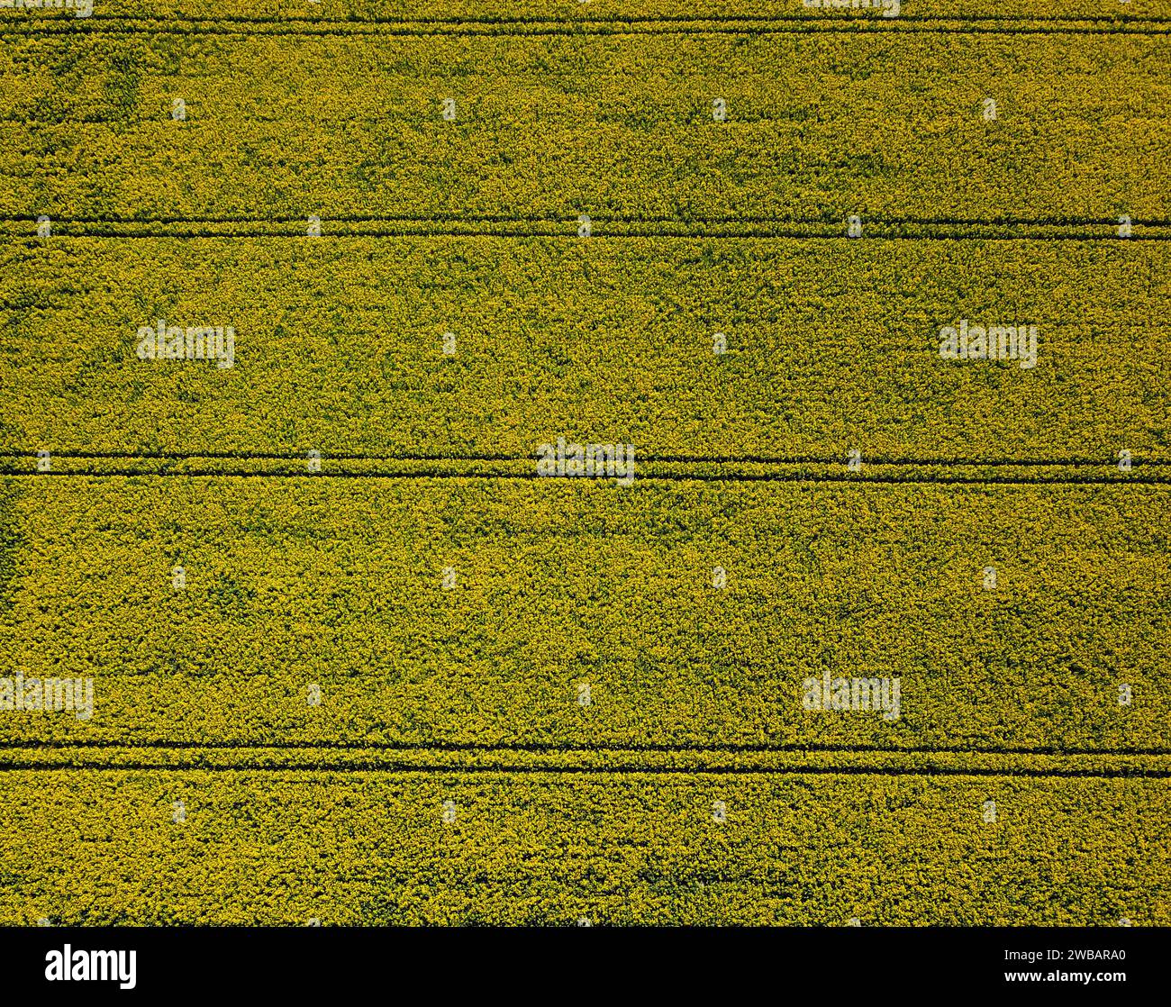 Two fields next to each other with different colors, seen from above ...