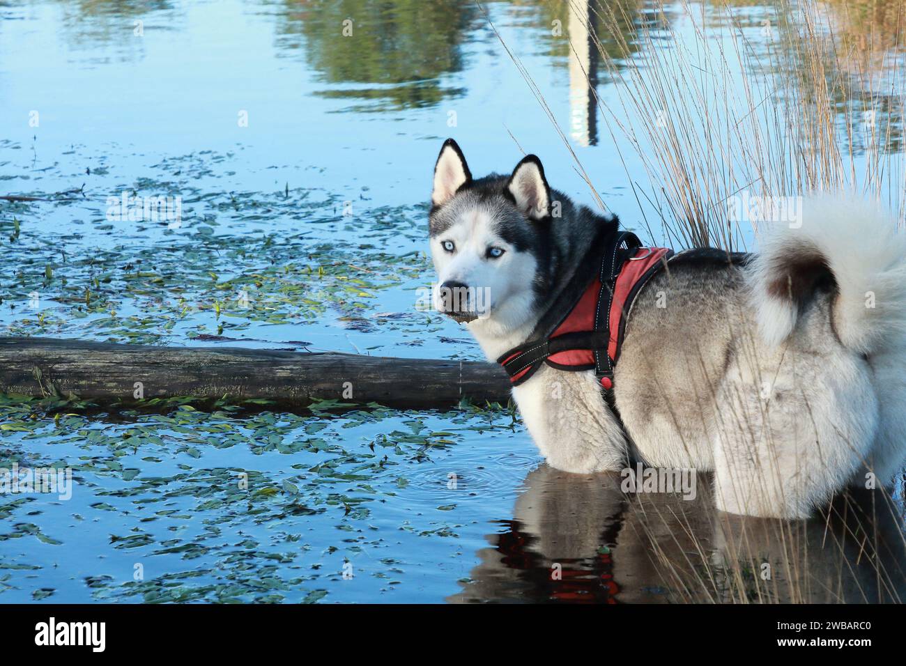 Husky in still water hi-res stock photography and images - Alamy