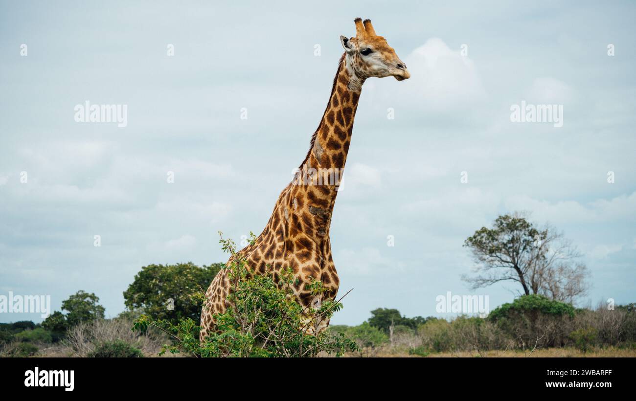 An African giraffe stands in a grassy field Stock Photo - Alamy