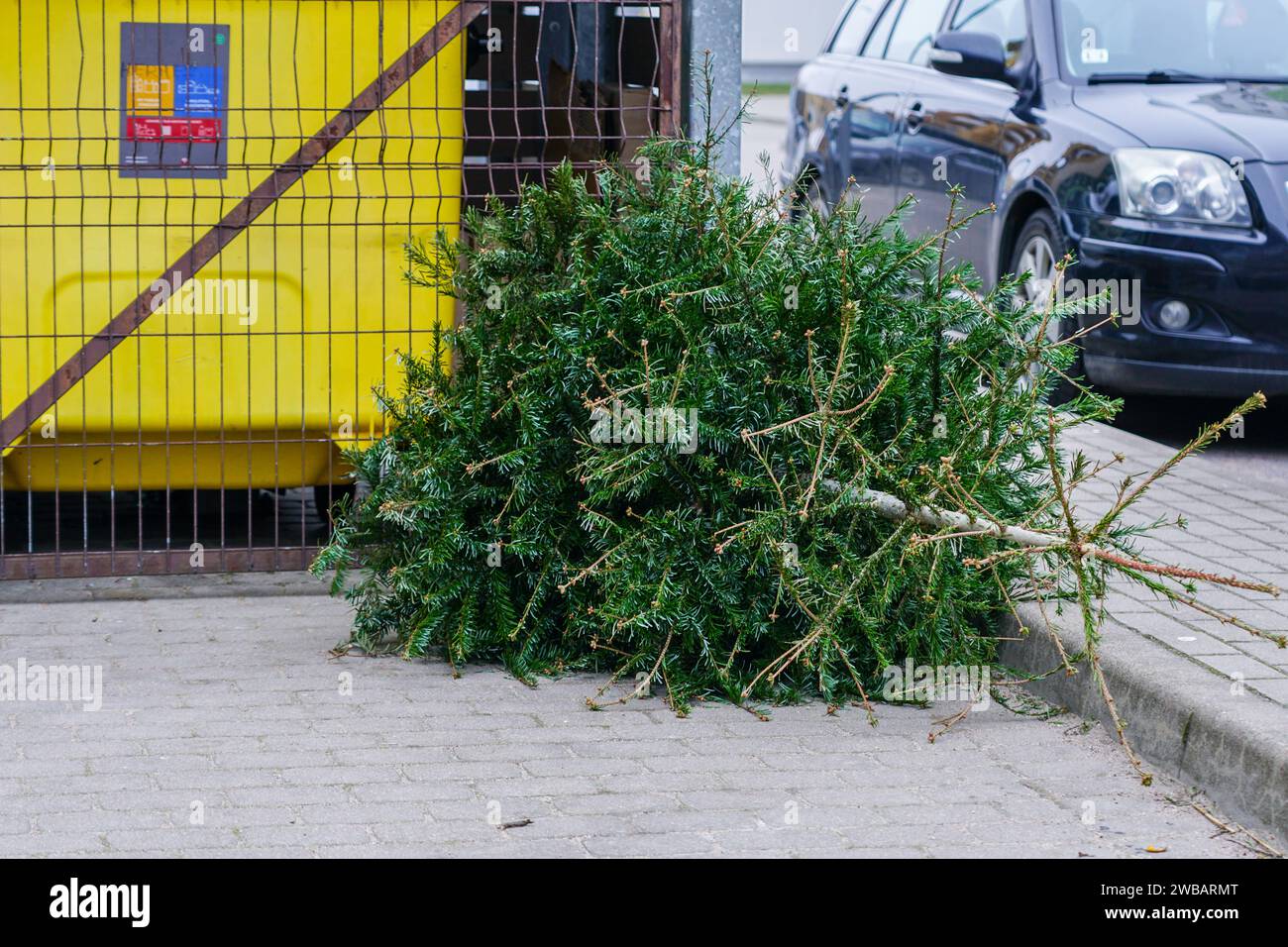Discarded Christmas tree after holiday, Xmas tree by the garbage can ...