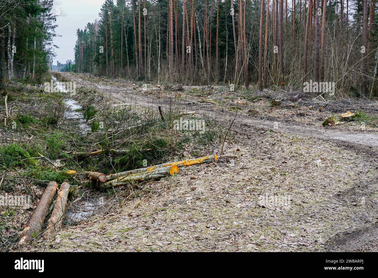 Construction of a new road and new powerline through the forest by ...