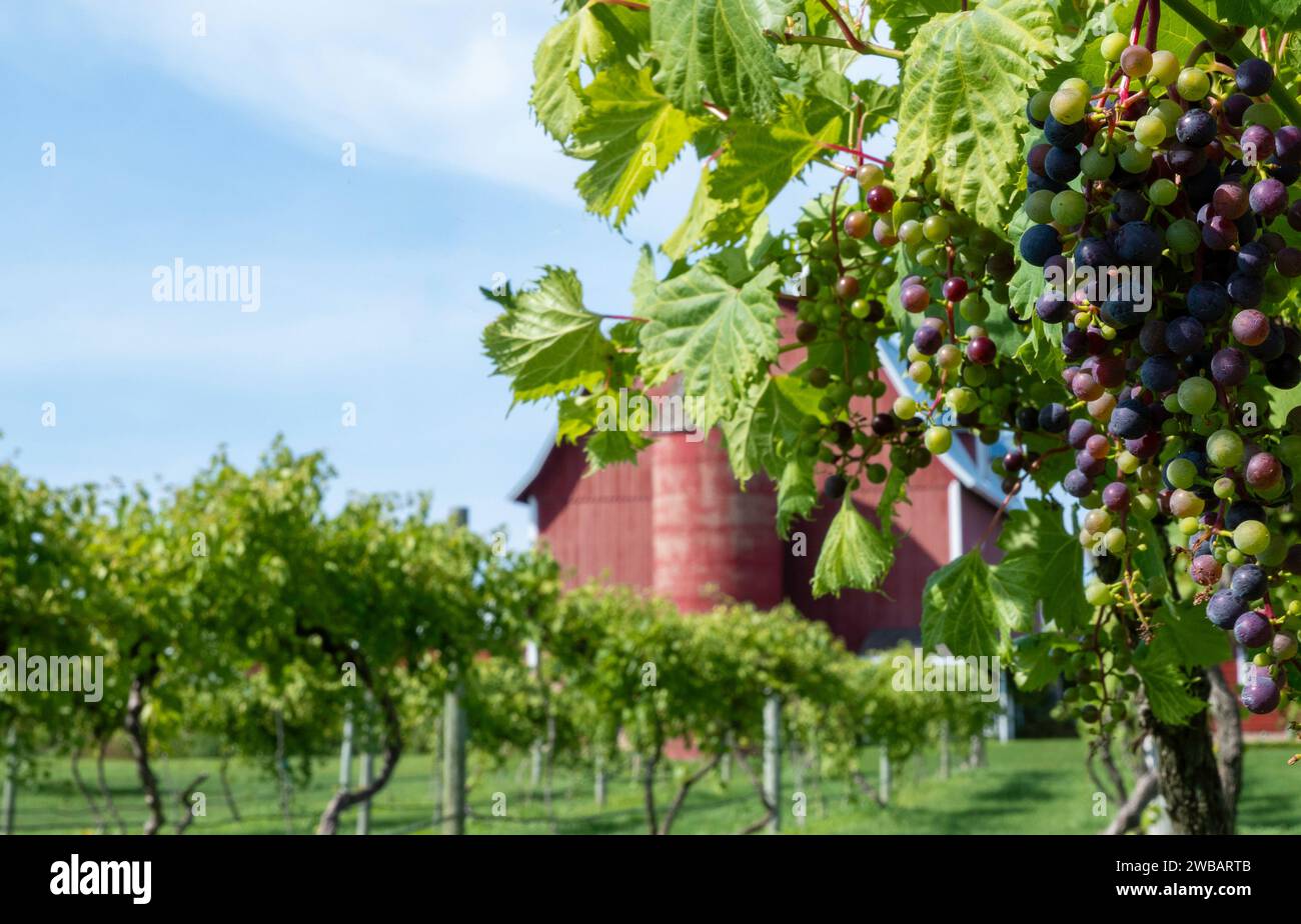 Cluster of grapes and leaves on the growing vine, with blurred row of ...