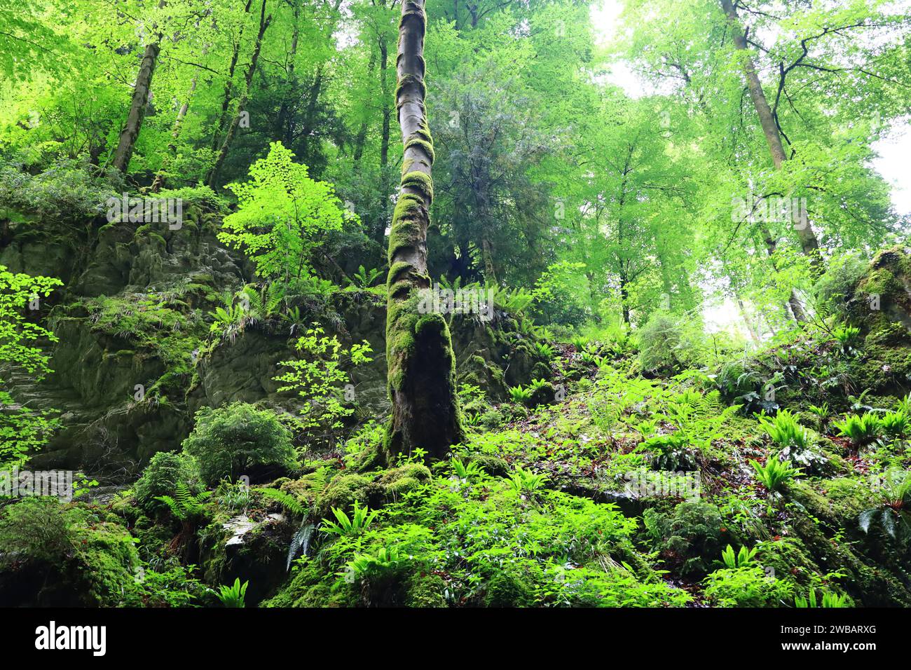 The gorges of Pont-du-Diable is a gorge crossed by the Dranse de ...
