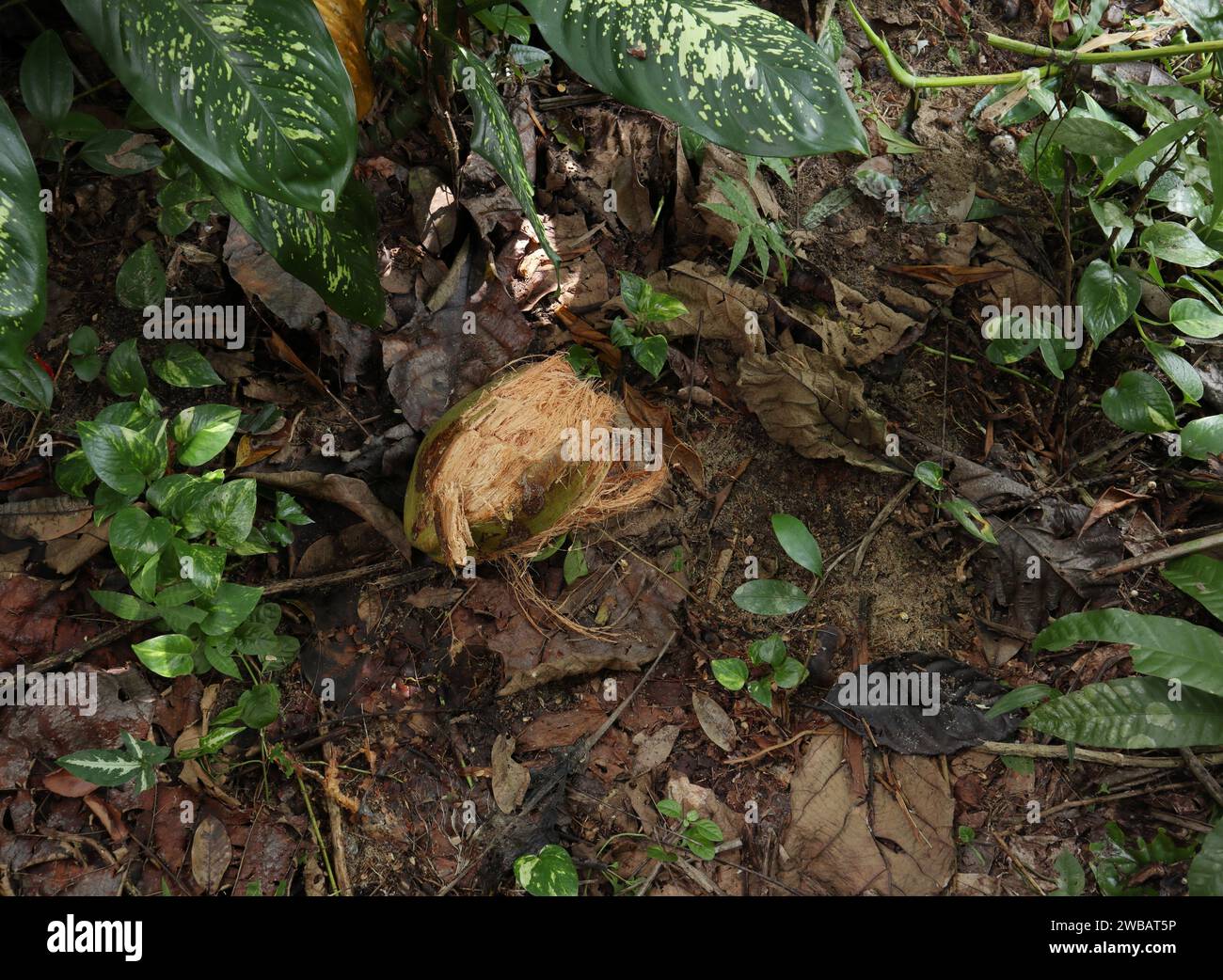 A newly fallen mature coconut fruit in a shady wild area. The husk of ...