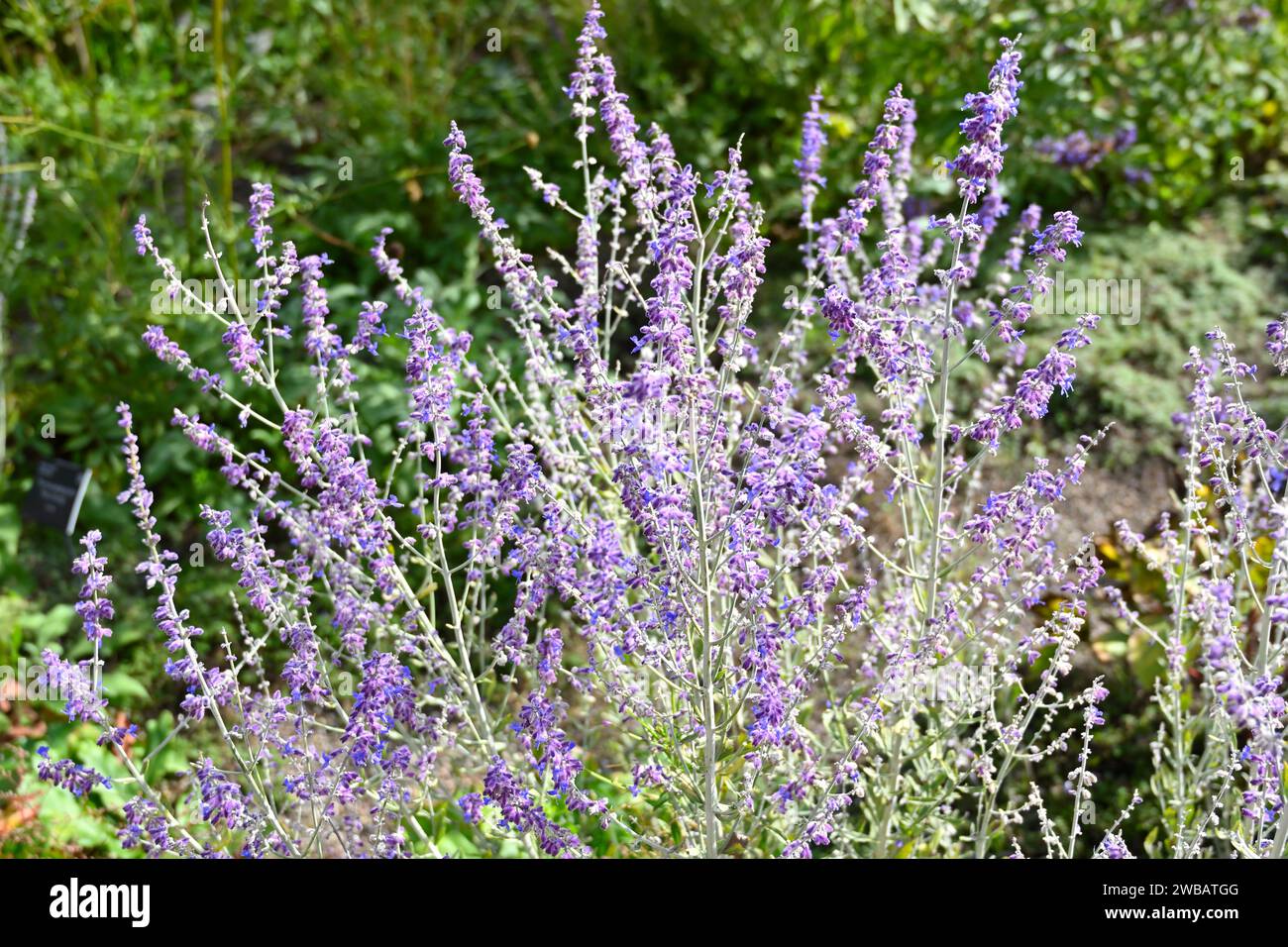 Perovskia blue spire russian sage hi-res stock photography and images ...