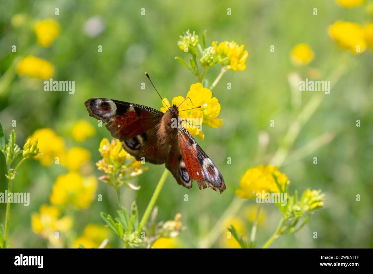 European Peacock butterfly sitting on a wild clover at summer season ...