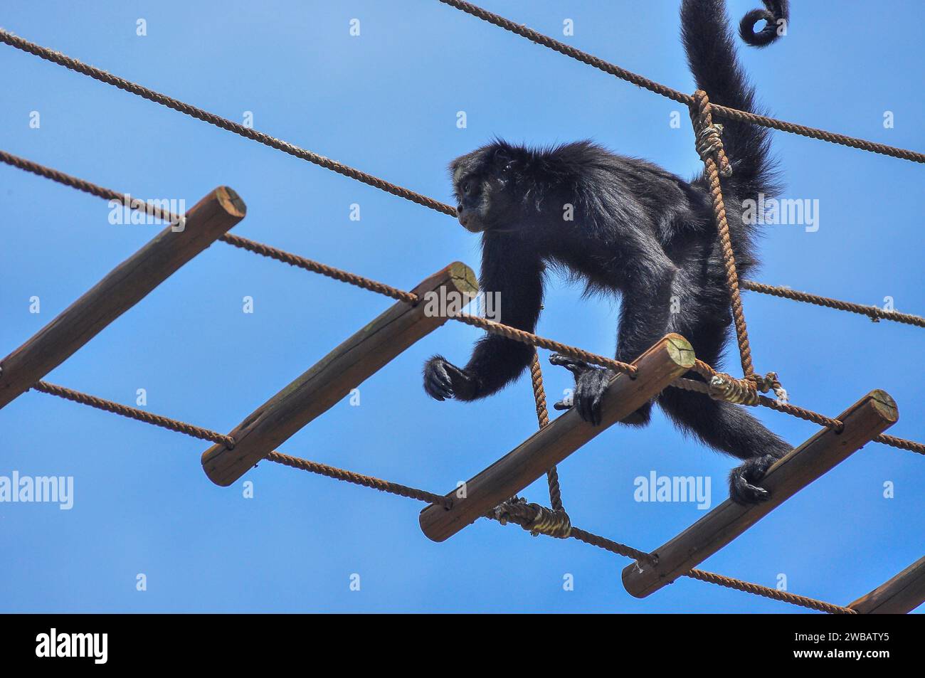 Spider Monkey at Rio de Janeiro Bioparque Stock Photo - Alamy