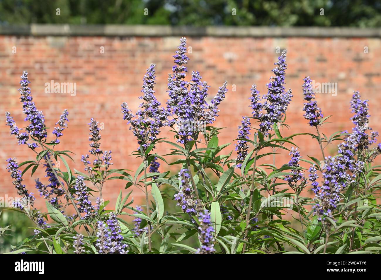 Vitex hi-res stock photography and images - Alamy