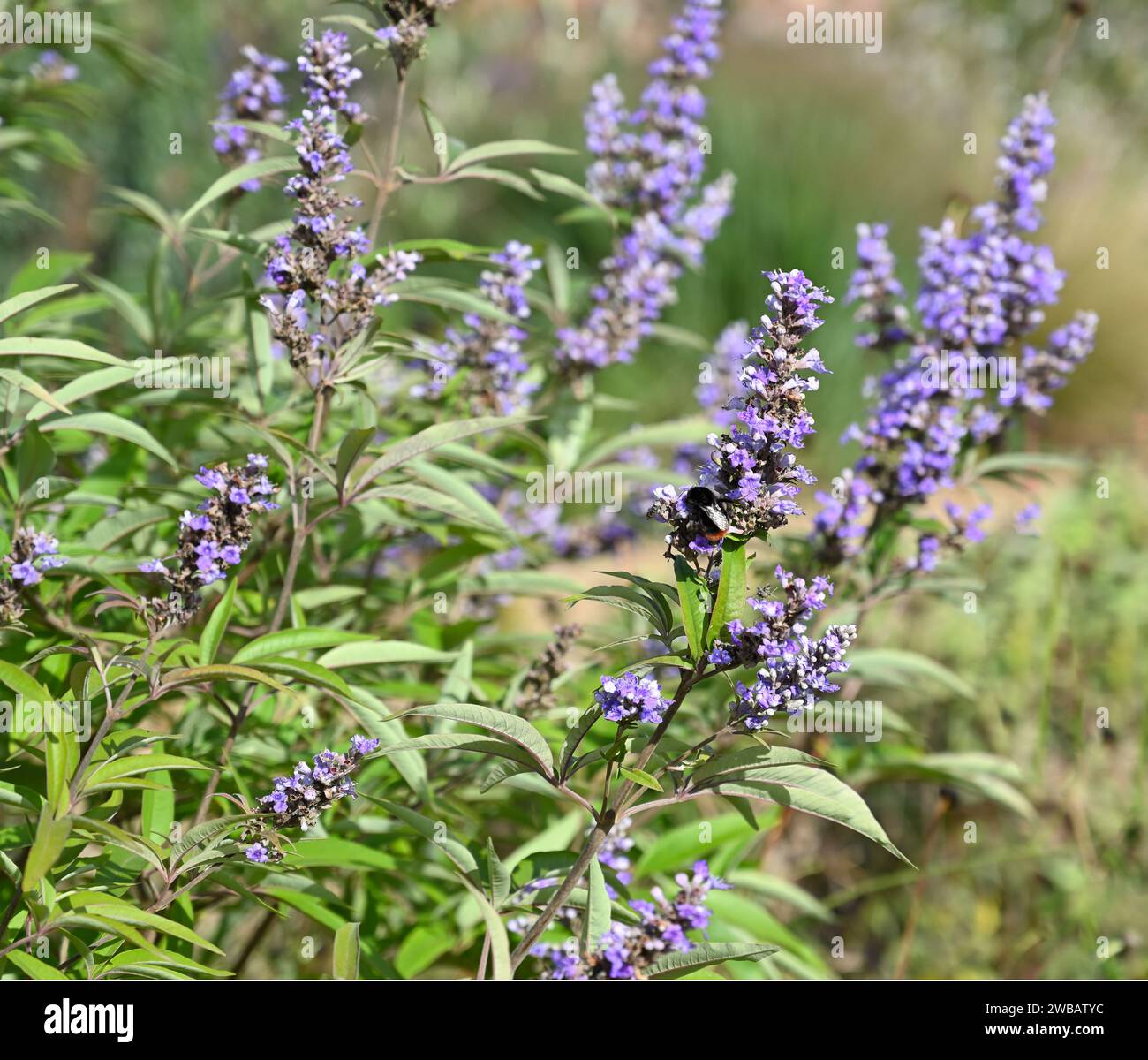 Vitex agnus castus hi-res stock photography and images - Alamy