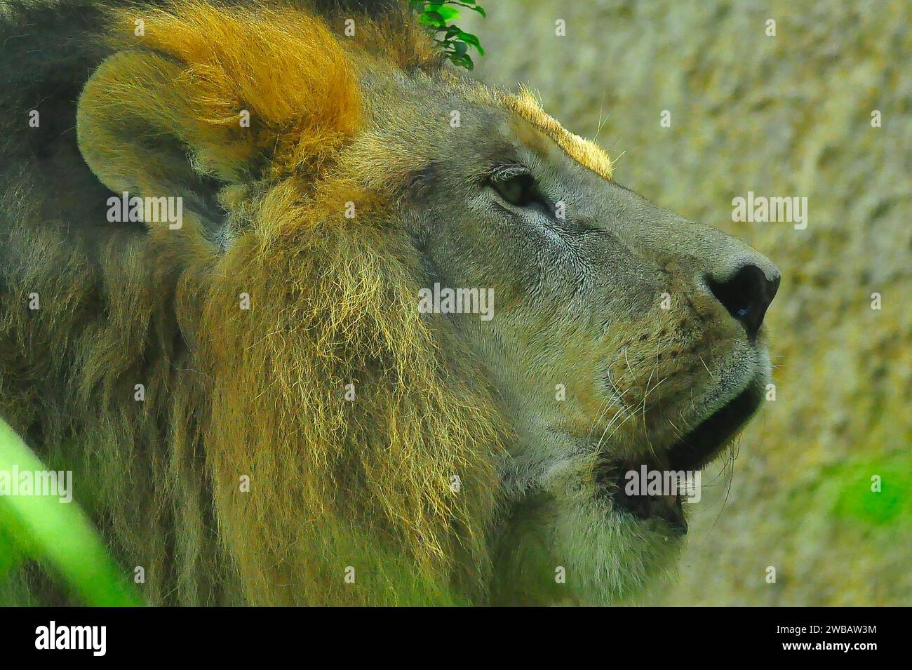 Male lion on the Rio de Janeiro Bioparque Stock Photo - Alamy