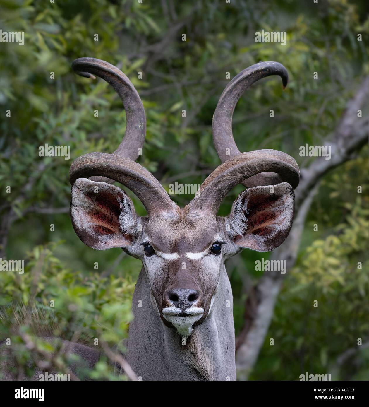 A portrait of a large Kudu Bull with impressive spiral horns staring ...