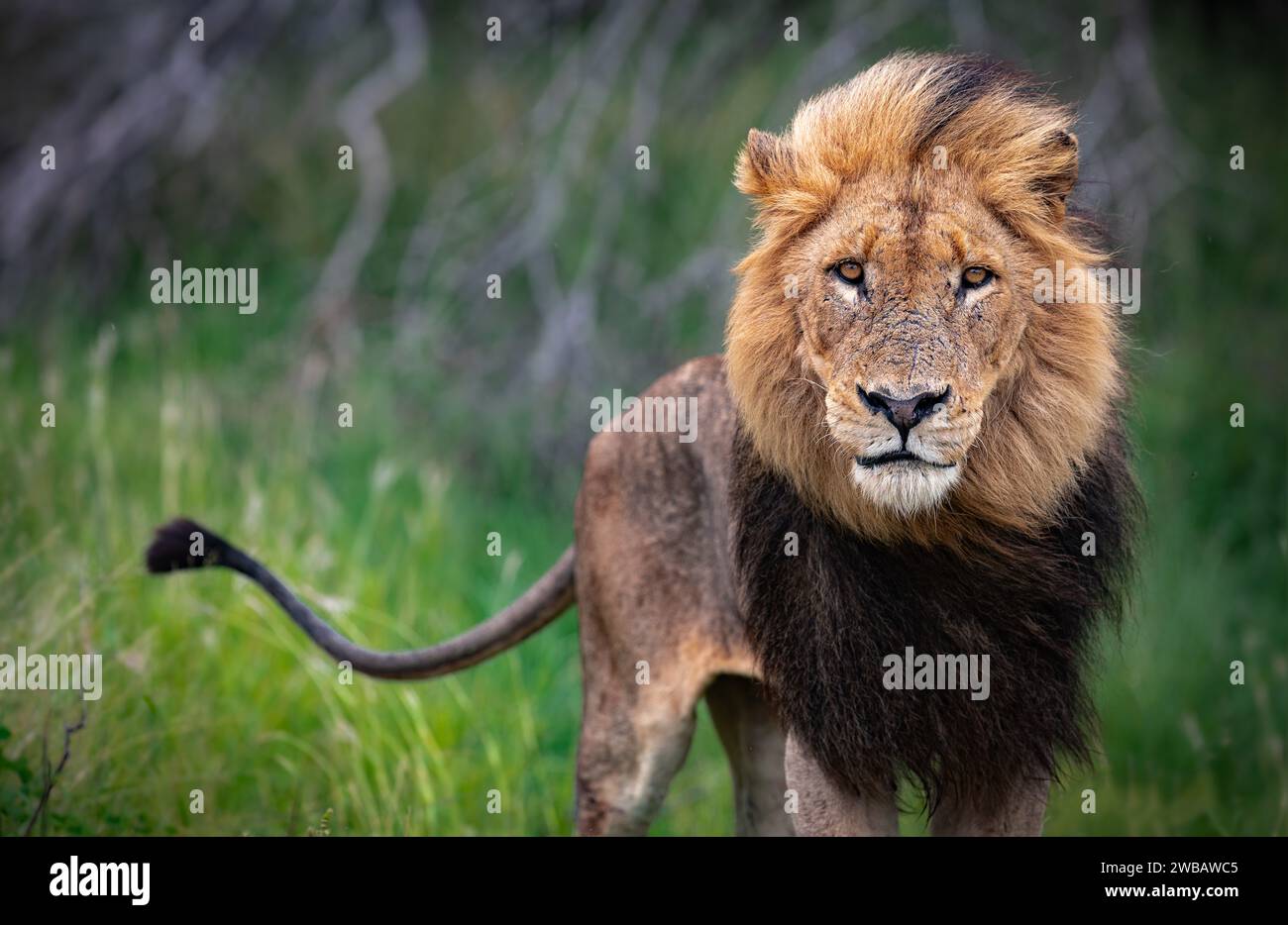 A dark-maned Lion staring directly at the camera in a lush green Kruger ...
