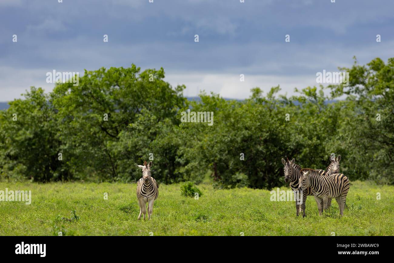A dazzle of zebra graze in the savanna, in the Kruger National Park ...
